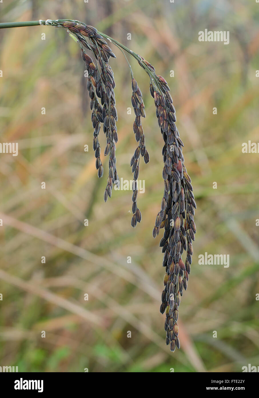 Ear of rice black hi-res stock photography and images - Alamy