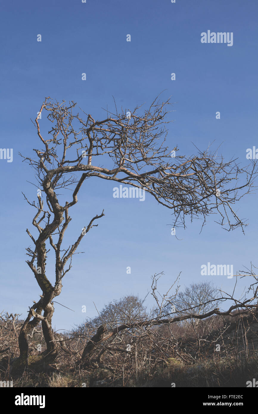 Hawthorn twigs hi-res stock photography and images - Alamy
