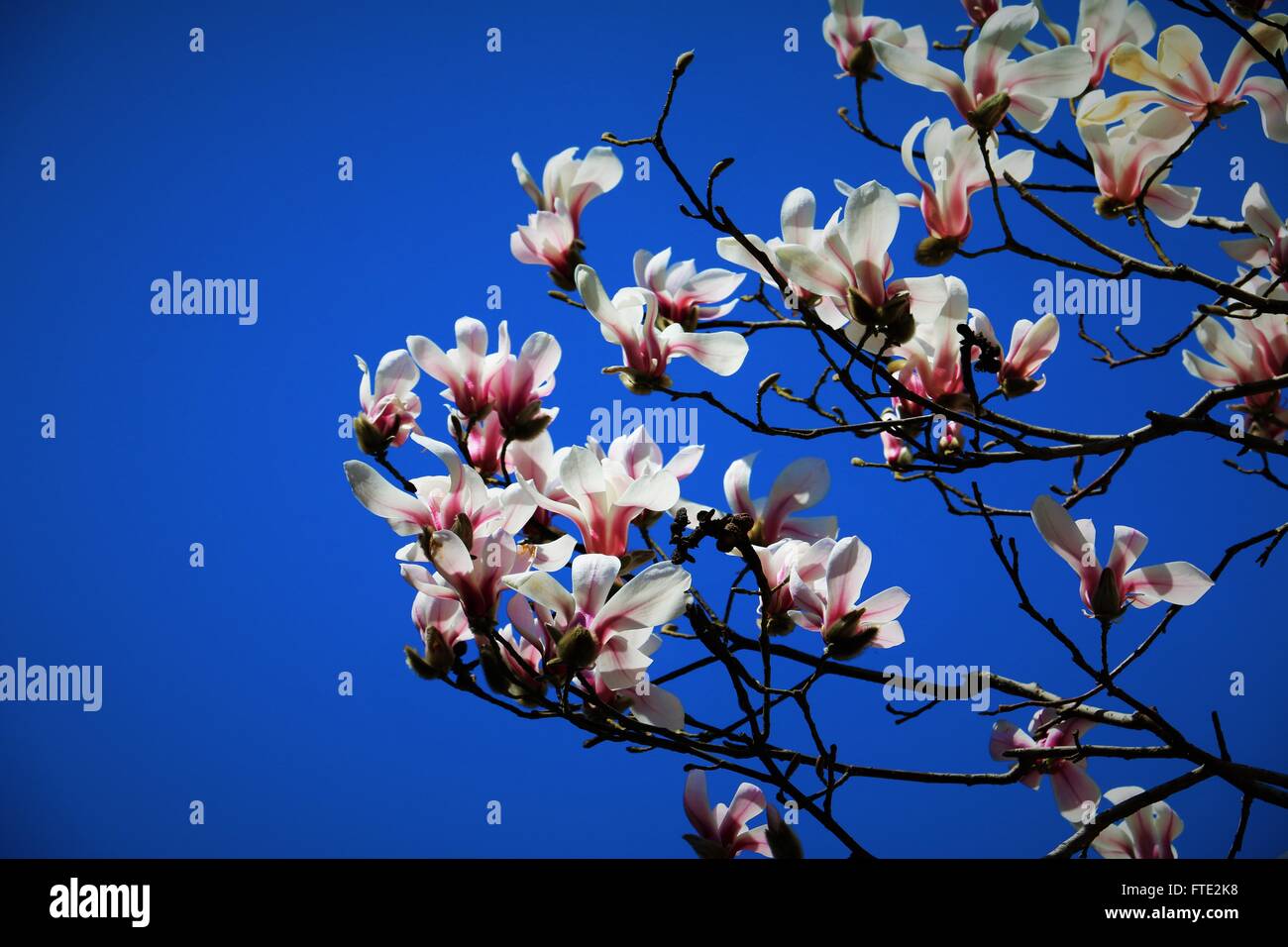 Beautiful blue sky and spring flower tree. Spring collection Stock ...