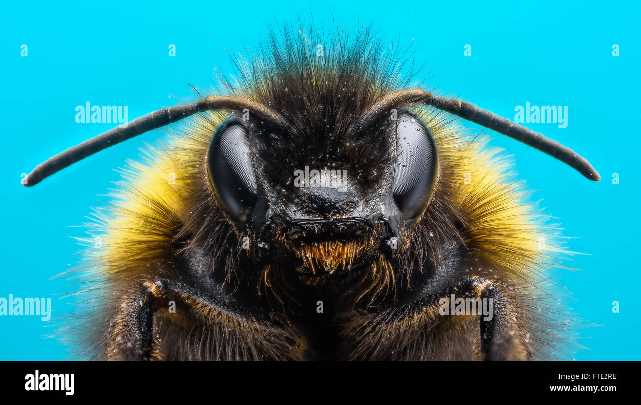 Extreme macro of bumblebee with blue background Stock Photo - Alamy