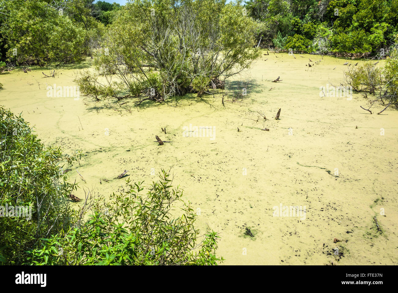 Green algae swamp on Anastasia Island in St. Augustine, Florida. USA ...