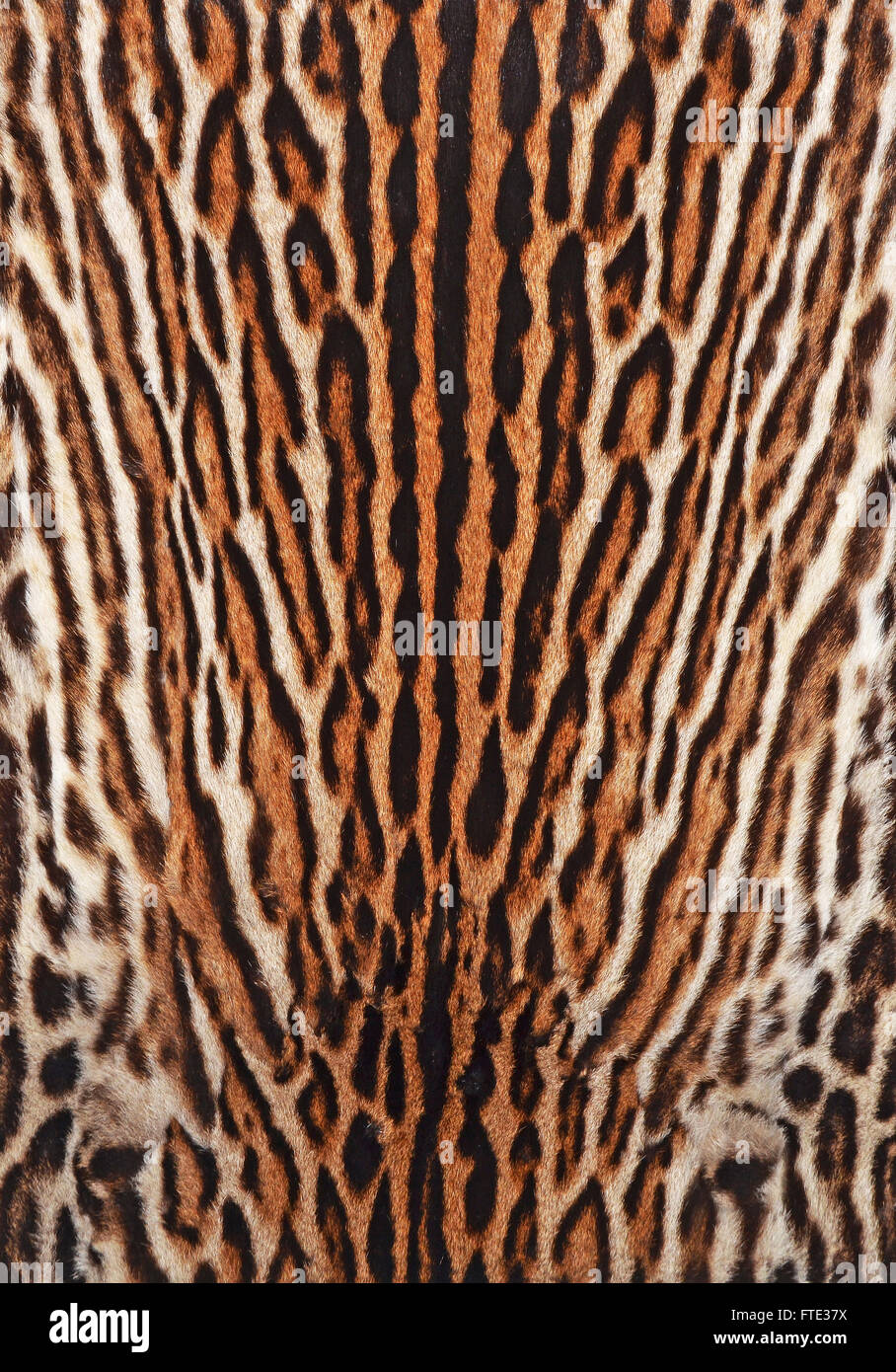 fur of leopard background Stock Photo - Alamy
