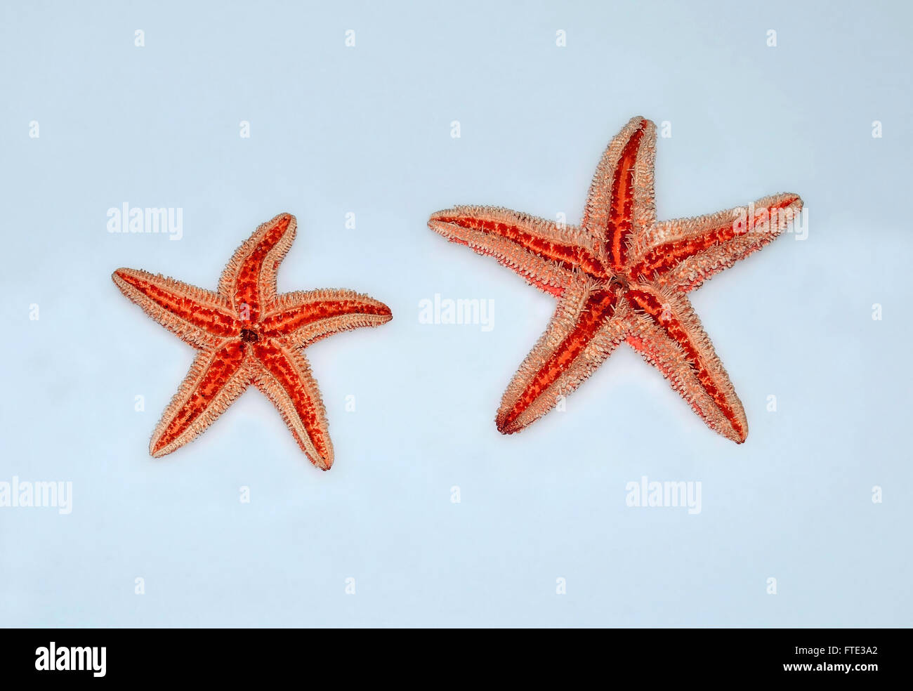 sea stars on blue background Stock Photo - Alamy