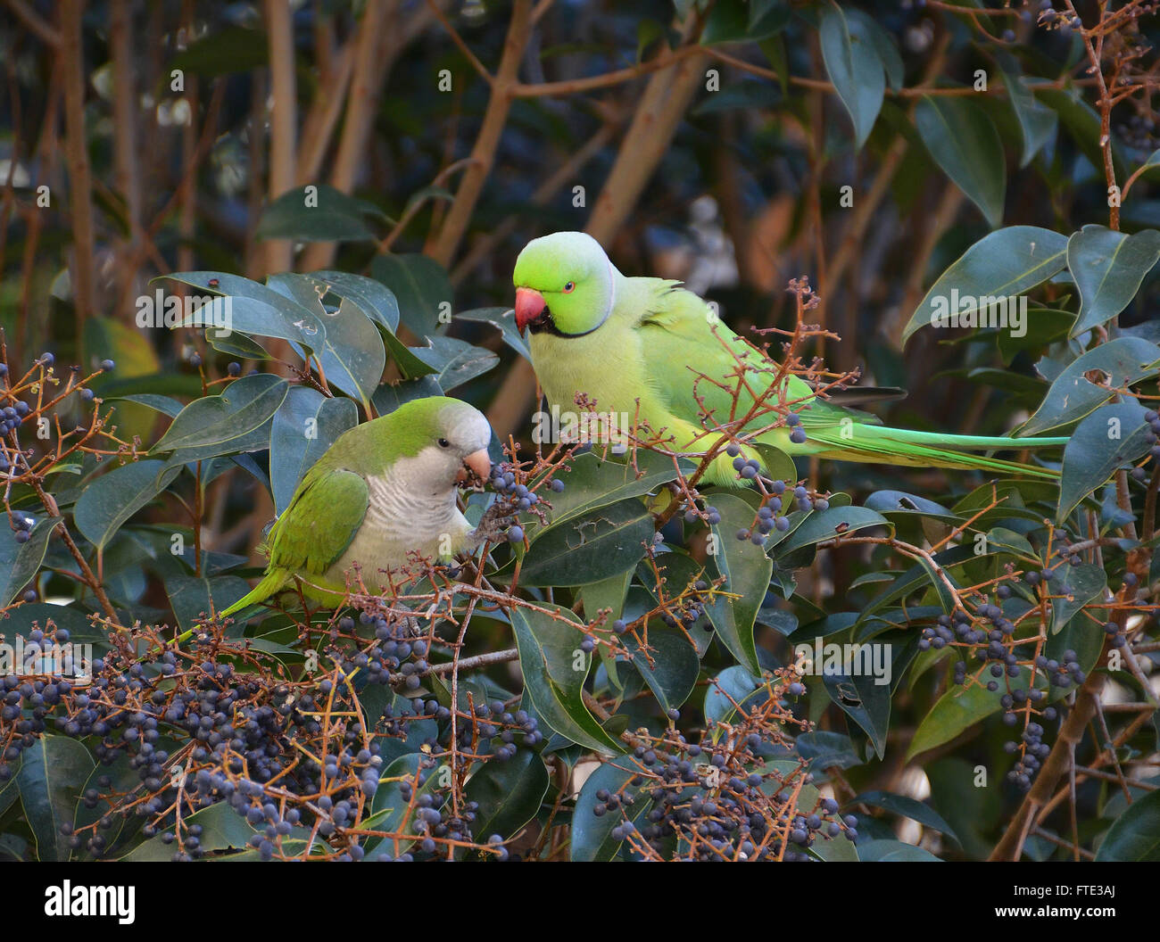 exotic parrots in the tropical forest Stock Photo - Alamy
