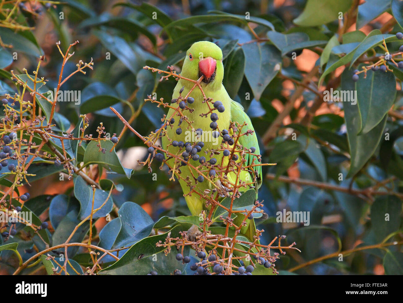 parrot feeding in tropical forest Stock Photo - Alamy