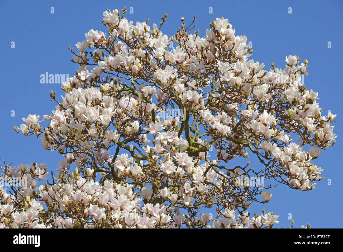 Magnolias Texture High Resolution Stock Photography and Images - Alamy