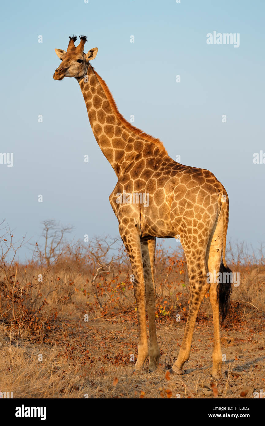 A giraffe (Giraffa camelopardalis) in natural habitat, Kruger National ...