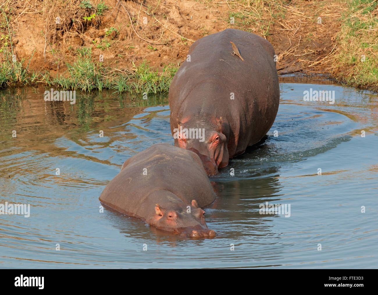 Two hippos (Hippopotamus amphibius) entering the water, Kruger National ...