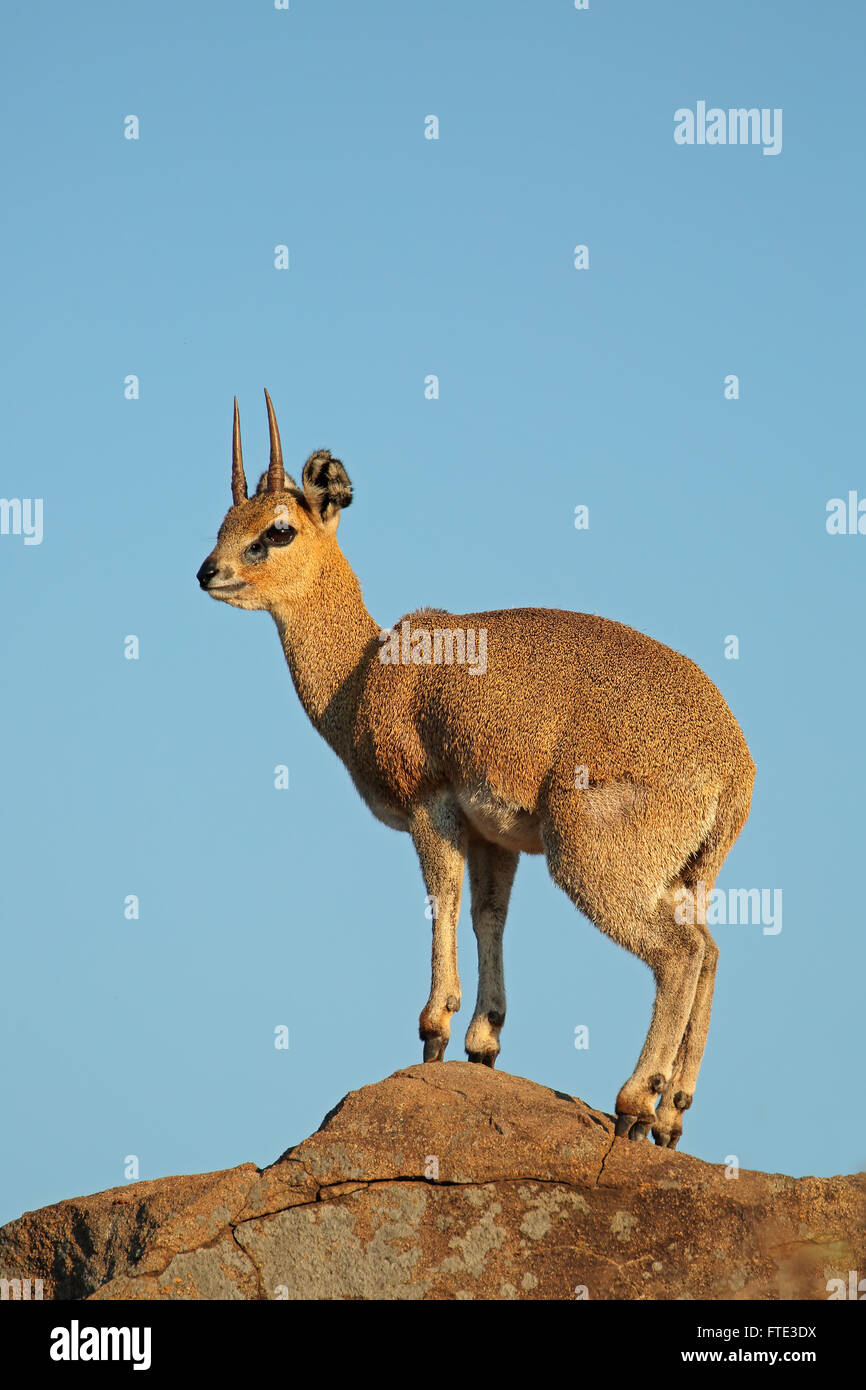 Klipspringer african hi-res stock photography and images - Alamy