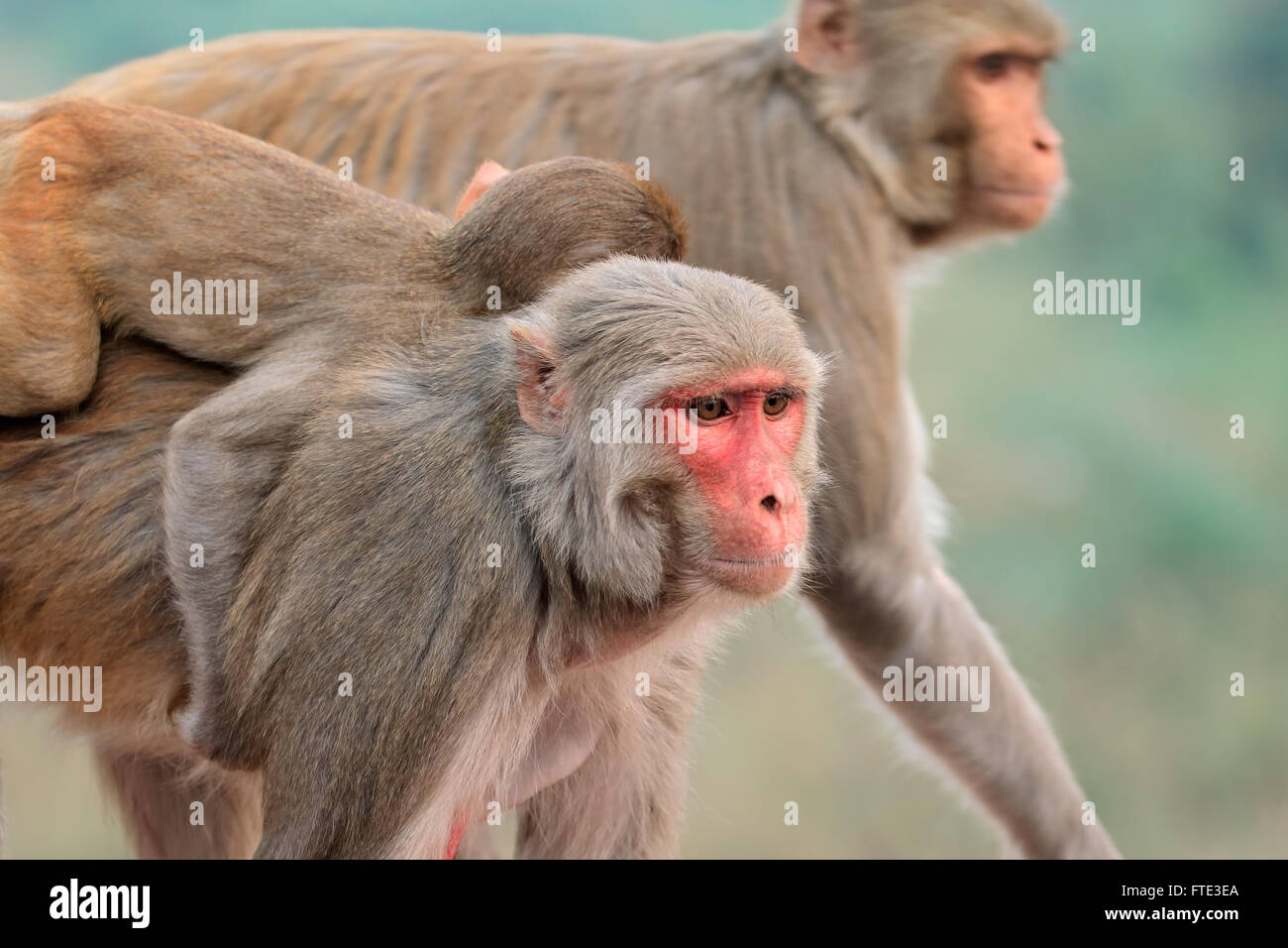 Portrait of rhesus macaque monkeys (Macaca mulatta), India Stock Photo ...