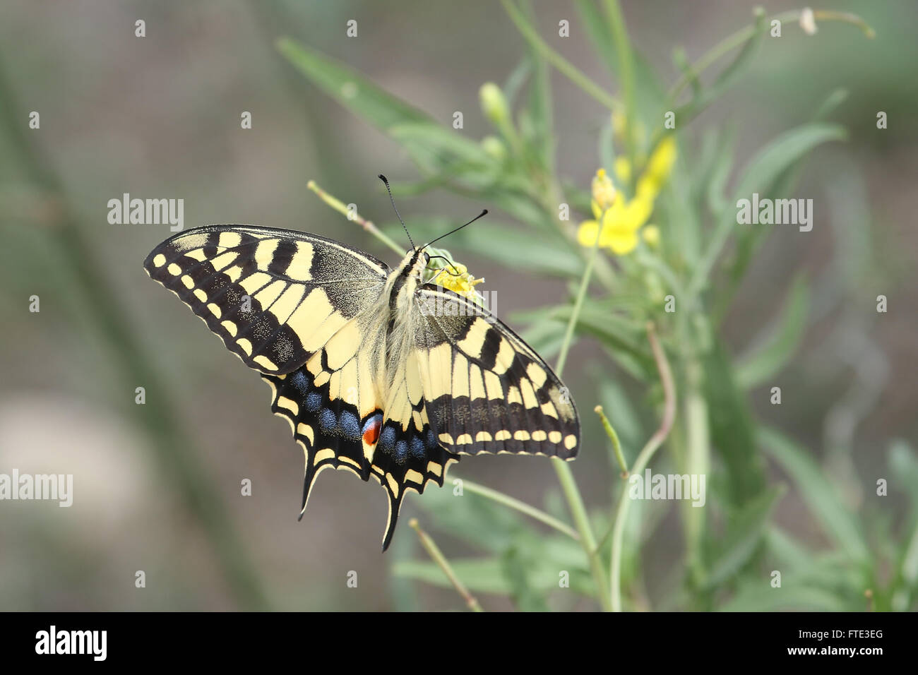 Old world swallowtail papilio machaon hi-res stock photography and ...