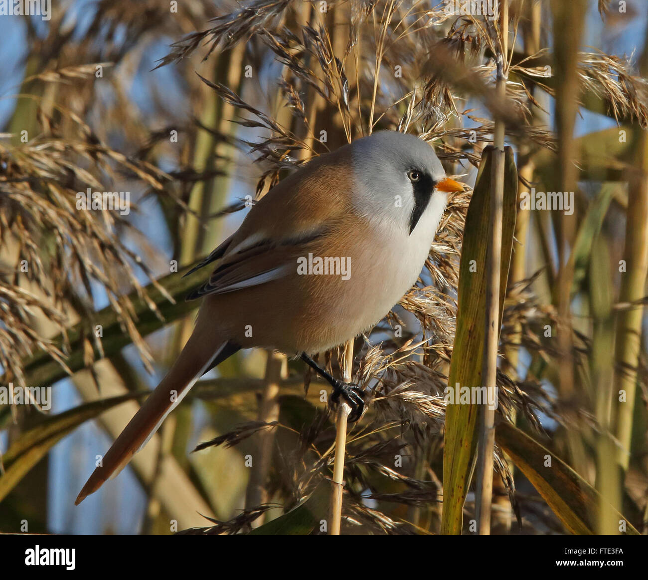 Bearded reedling, Bearded tit, Panurus biarmicus, sitting in reeds ...