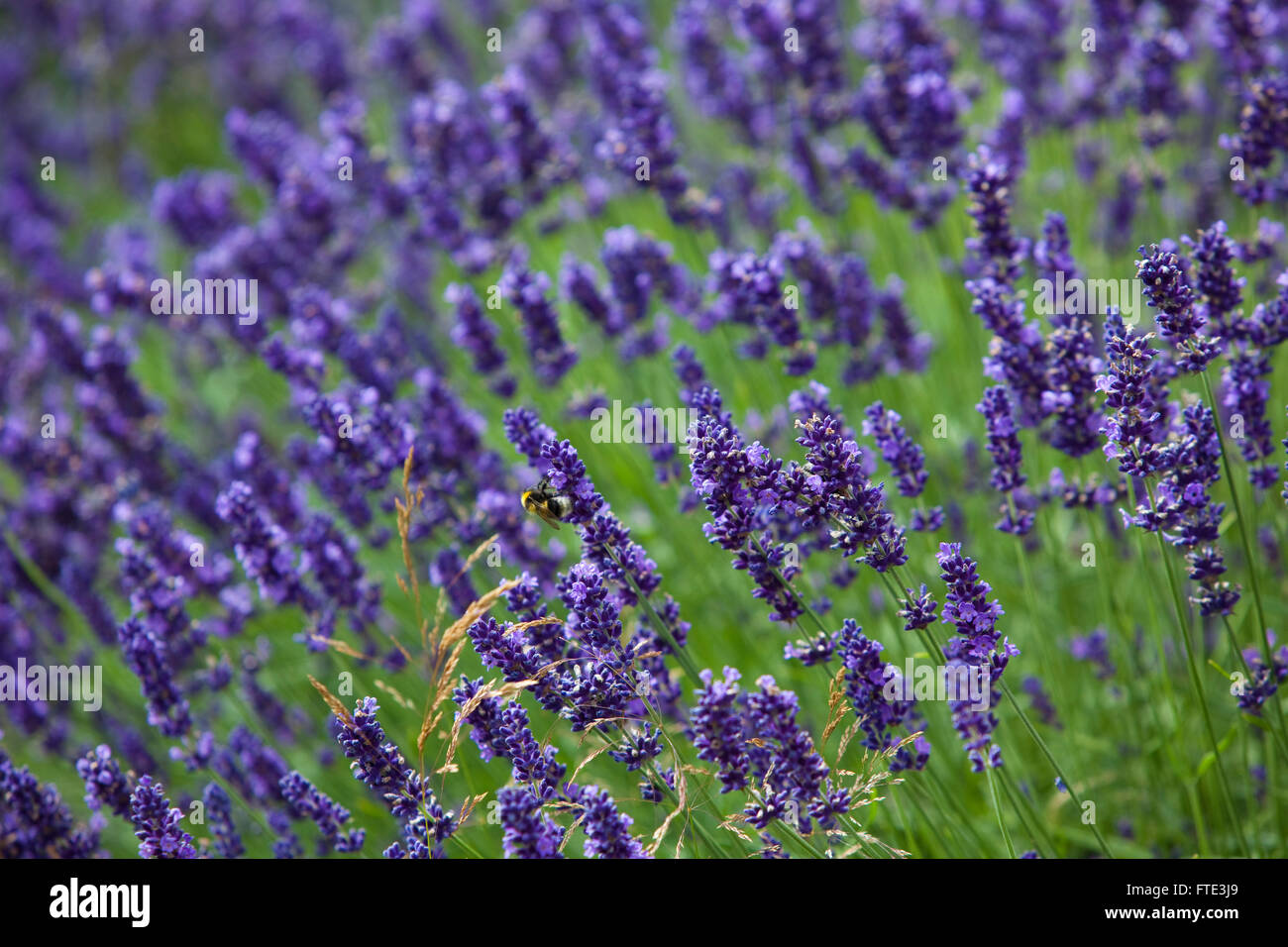 Wind Blowing Bush High Resolution Stock Photography and Images - Alamy