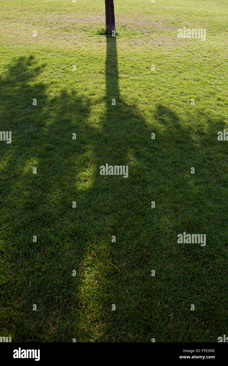The shadow of a tree is cast over a grassy area in a park or field ...