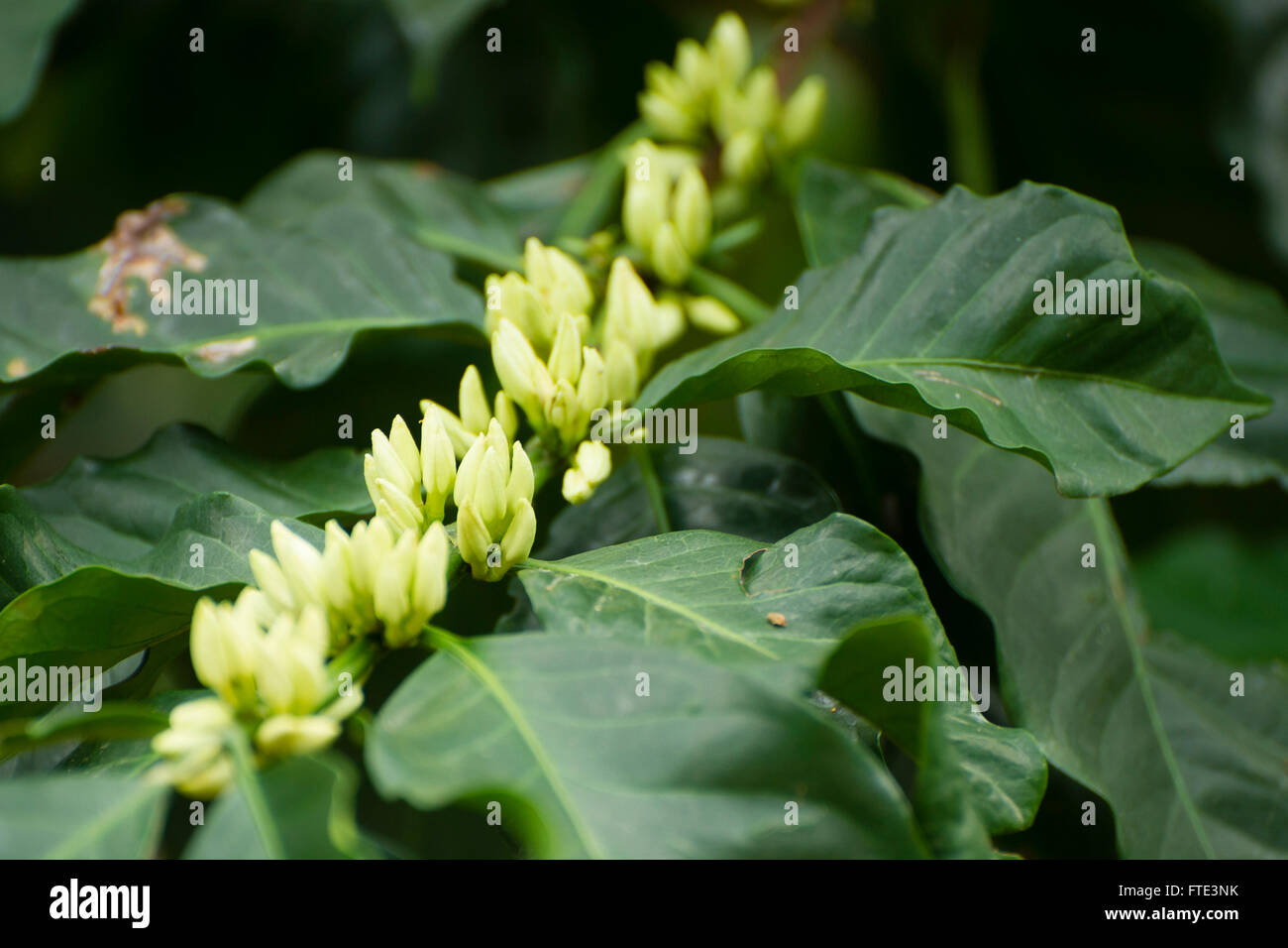 Coffea arabica trees hi-res stock photography and images - Alamy