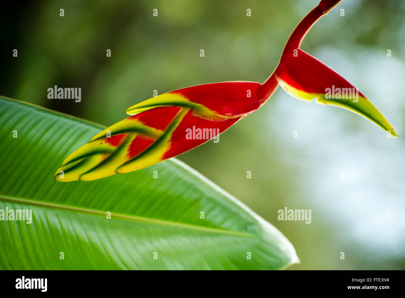 Lush tropical environment hi-res stock photography and images - Alamy