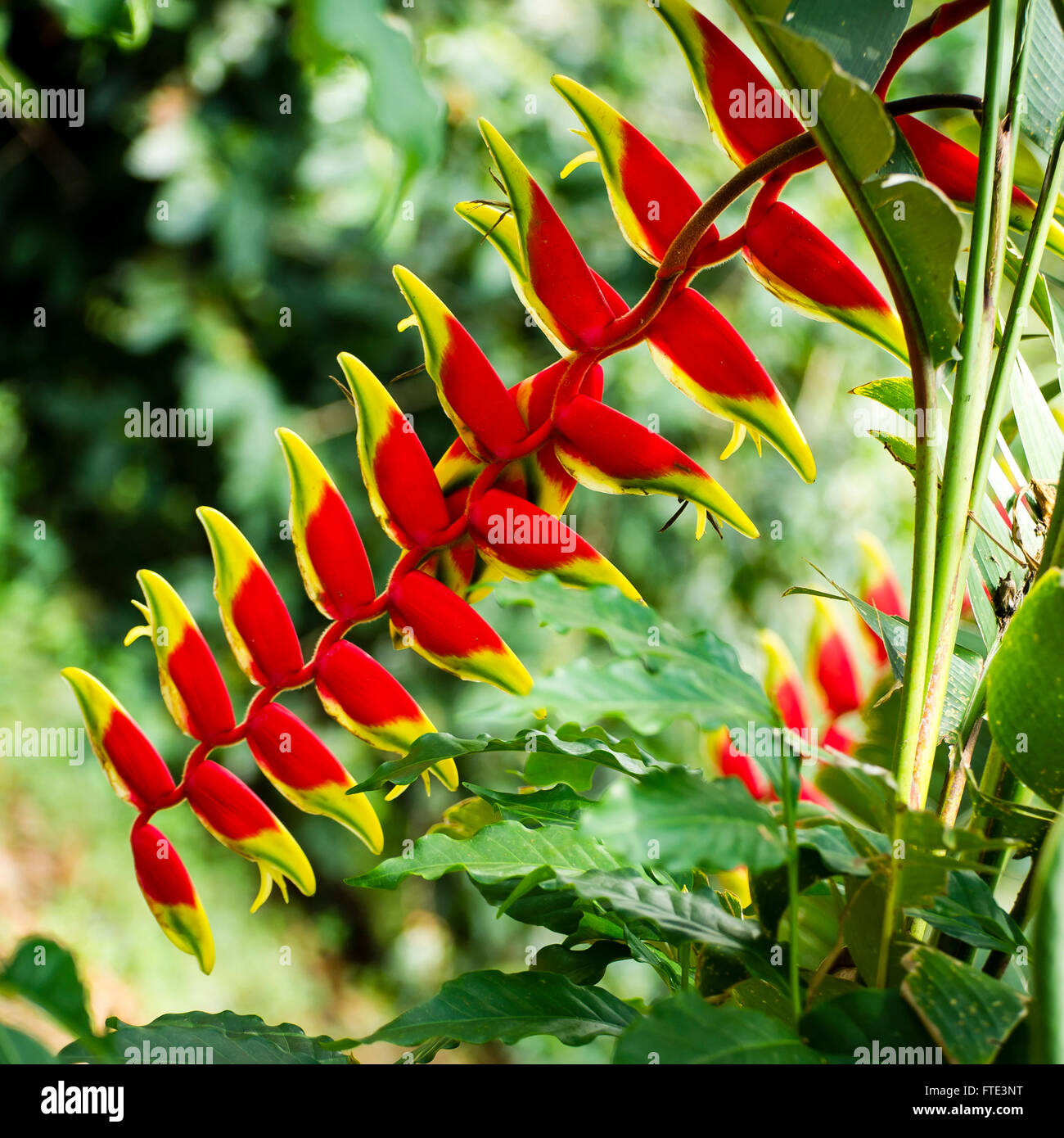 Lush tropical environment hi-res stock photography and images - Alamy
