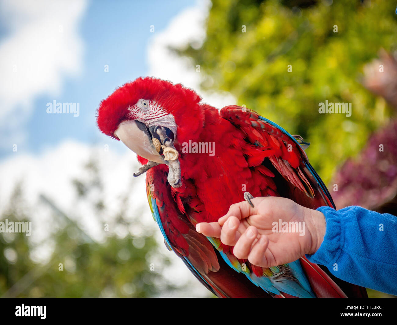 Beautiful bright parrot on a man's hand eating nuts Stock Photo - Alamy