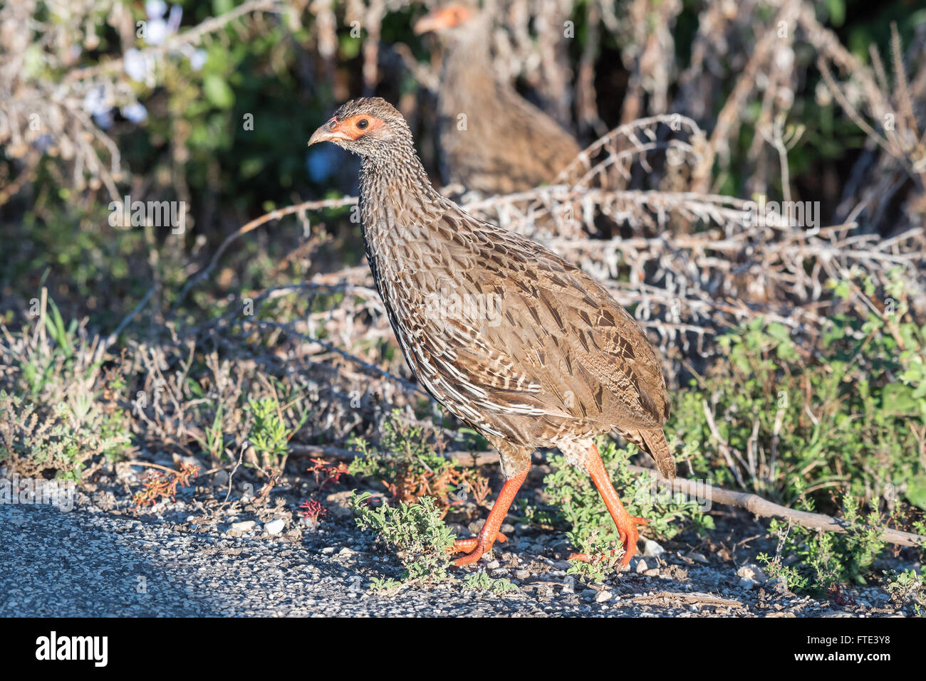 A Red-necked spurfowl, also called a Red-necked francolin, Pternistis afer, walking Stock Photo ...