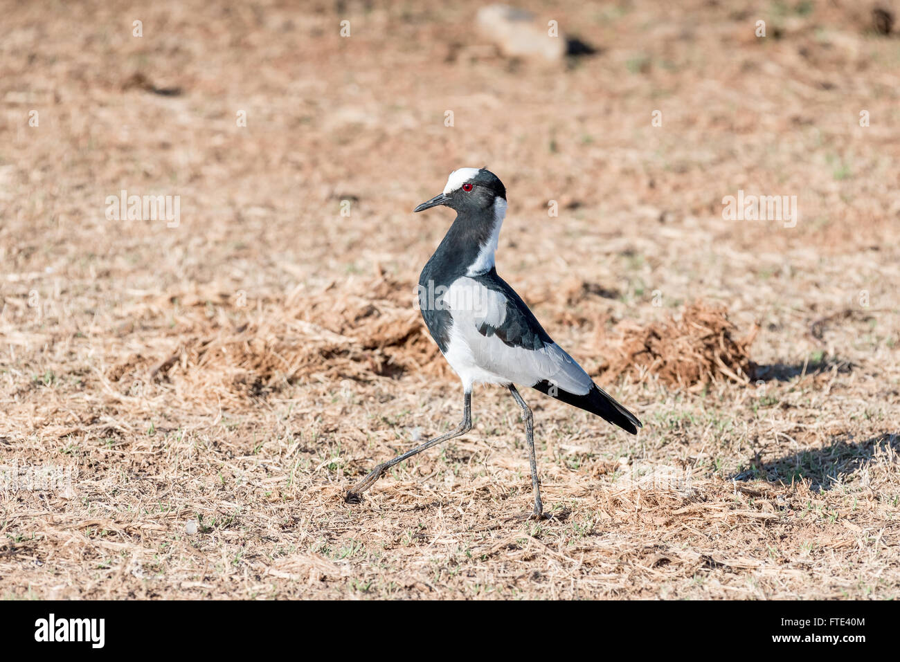 A blacksmith plover, also called a blacksmith lapwing, Vanellus armatus ...