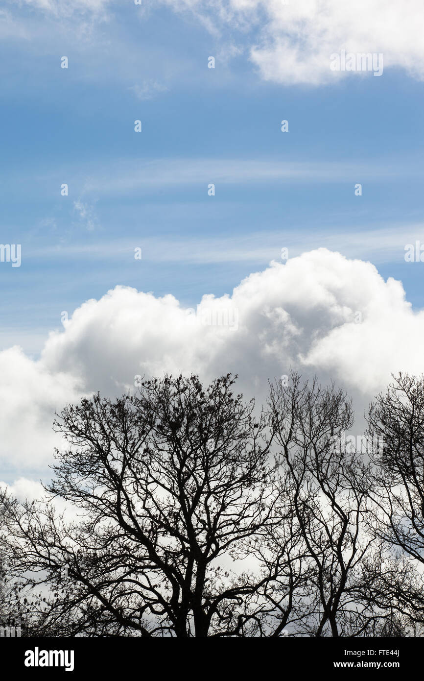 white clouds in the sky with trees in the foreground Stock Photo - Alamy