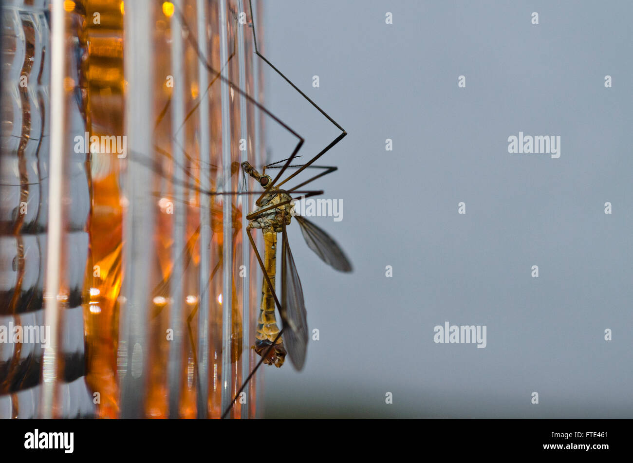 Insect Shade High Resolution Stock Photography and Images - Alamy