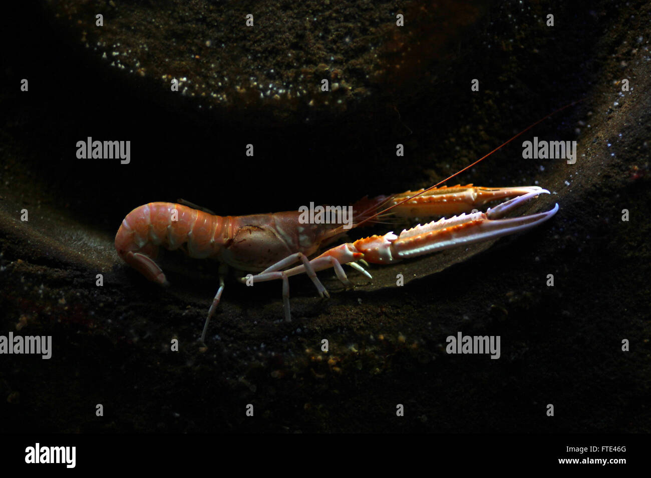 Wild lobster in its cave Stock Photo - Alamy