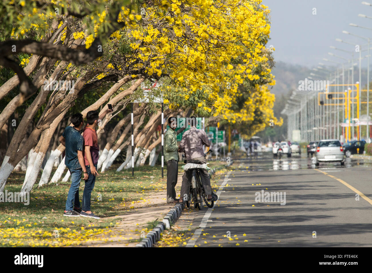 Tacoma argentea trees in full bloom on Jan Marg in Chandigarh Stock ...