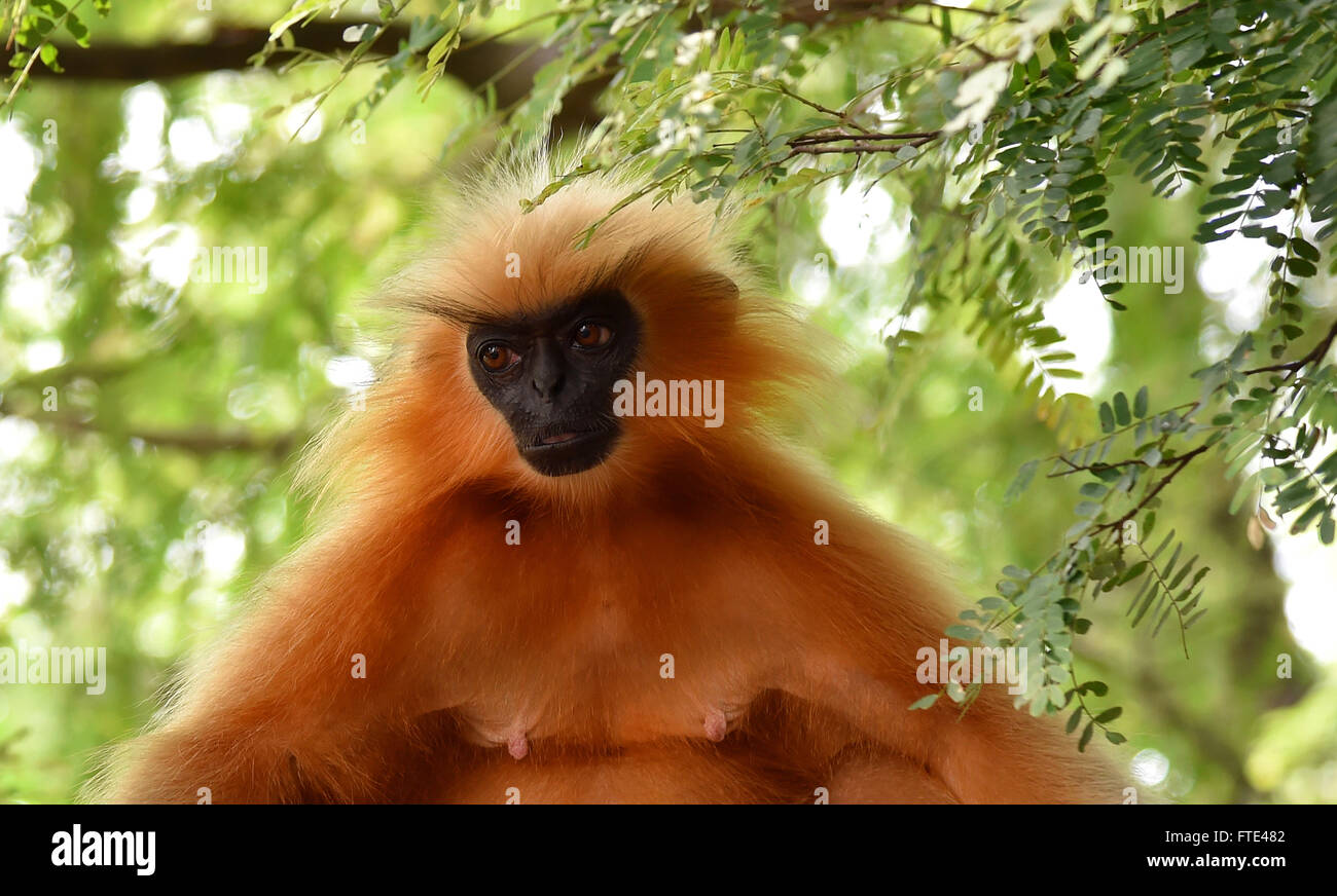 Gees golden langur hi-res stock photography and images - Alamy