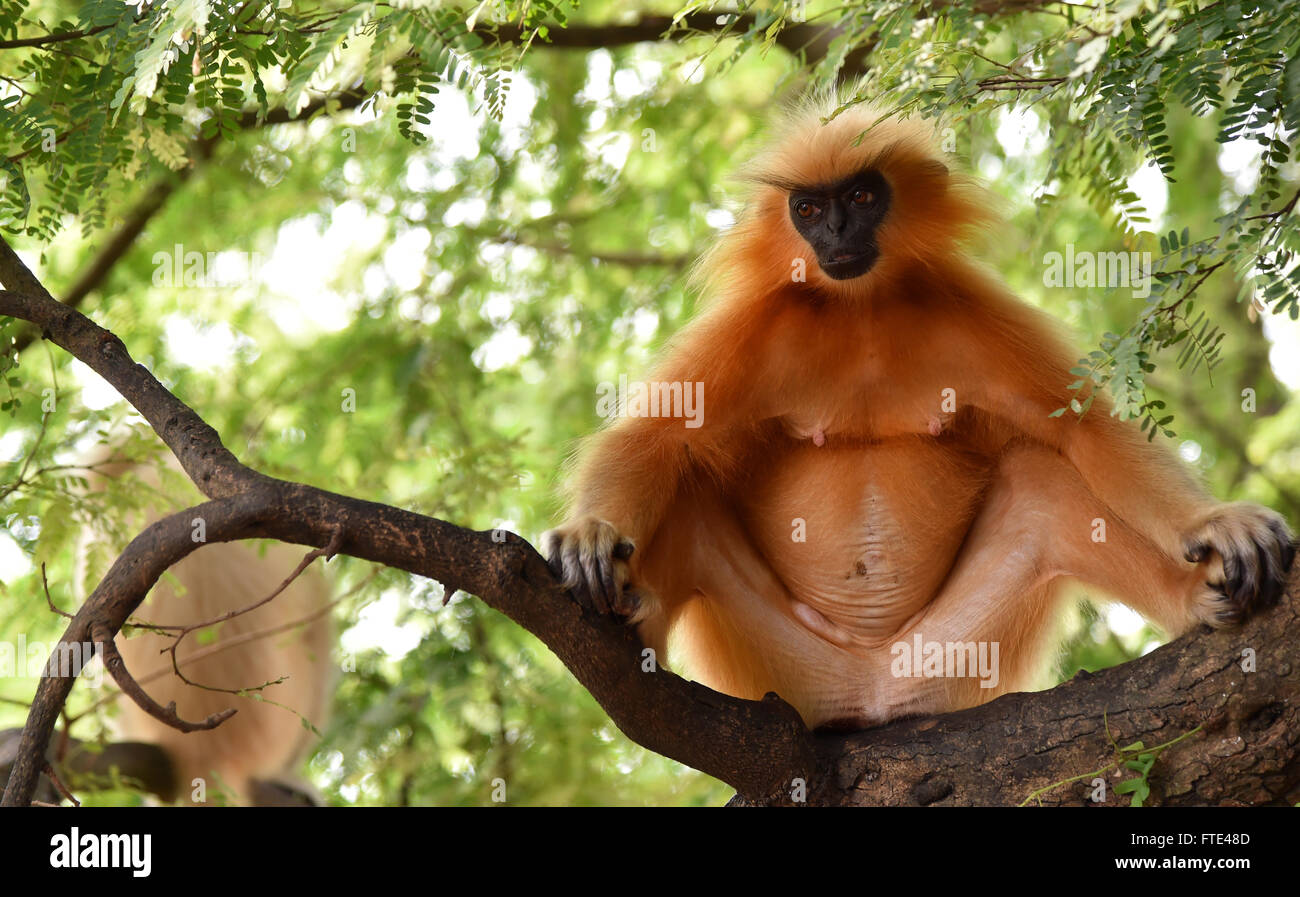 Gees golden langur hi-res stock photography and images - Alamy