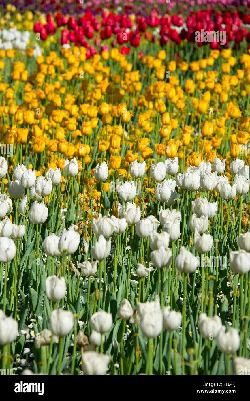 Australian folwer show hi-res stock photography and images - Alamy