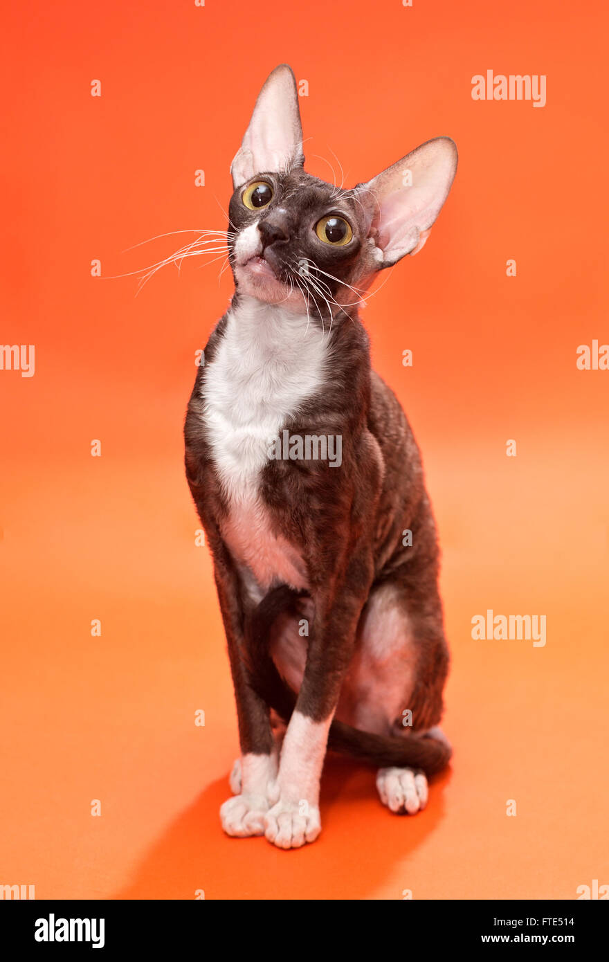 Cat Cornish Rex on a bright orange background Stock Photo - Alamy