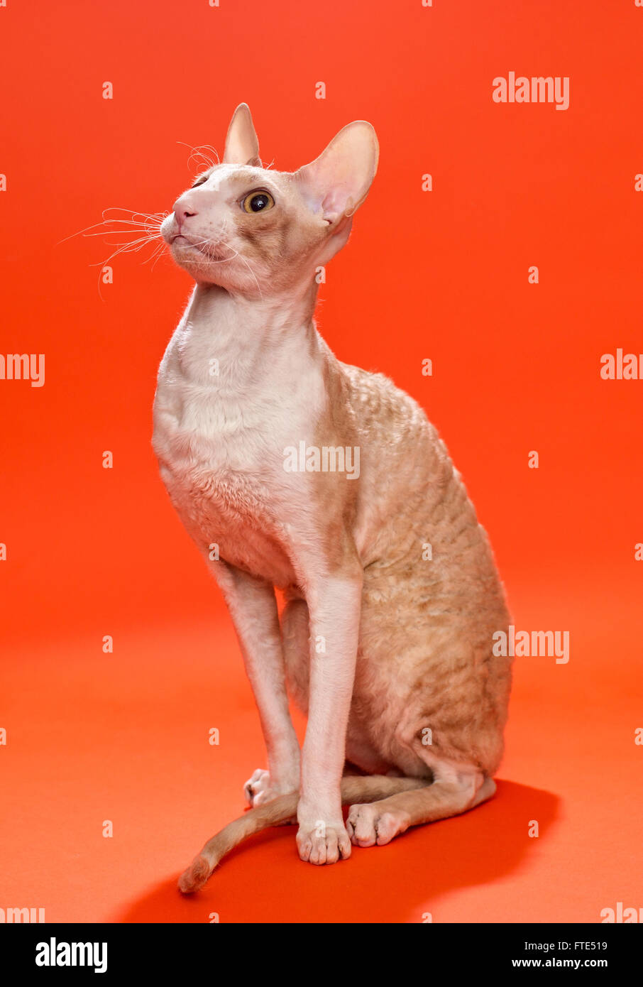 Cat Cornish Rex yellow colors on a bright orange background Stock Photo ...