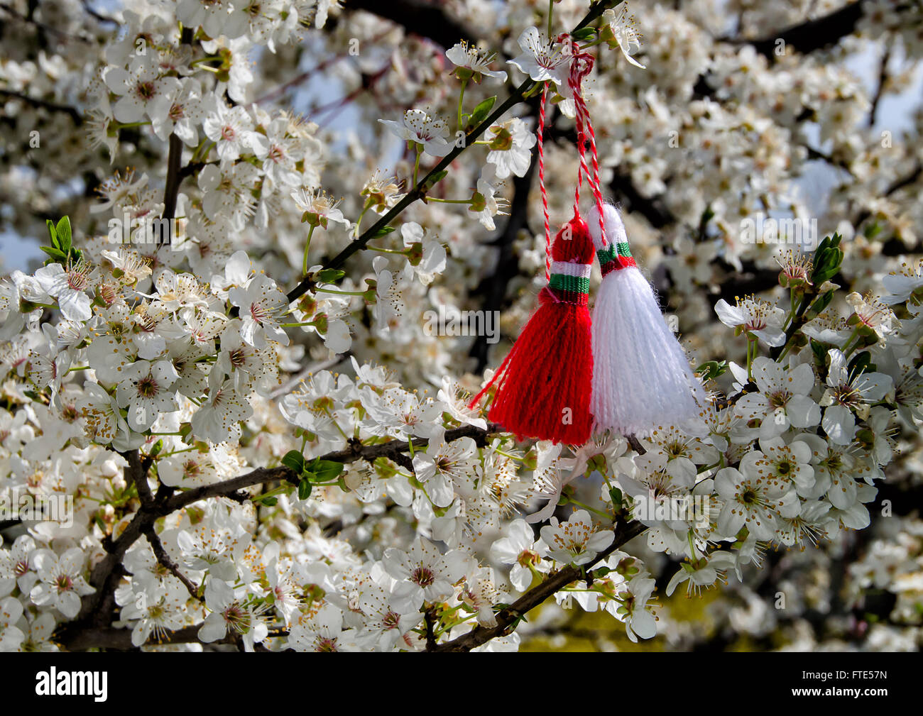 Bulgarian martenitsa on blossom tree Stock Photo - Alamy