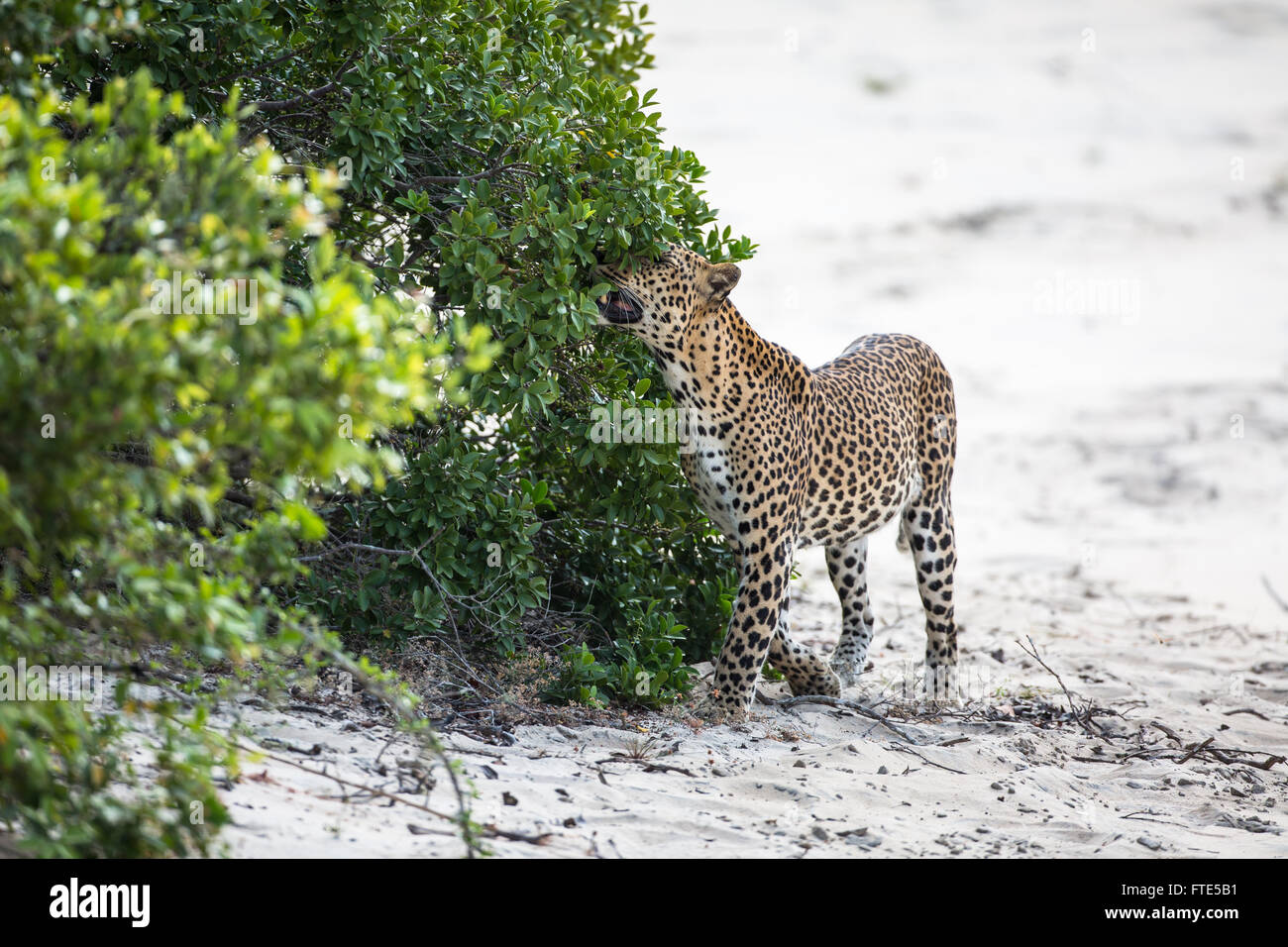 Leopard Marking Territory Stock Photo - Alamy