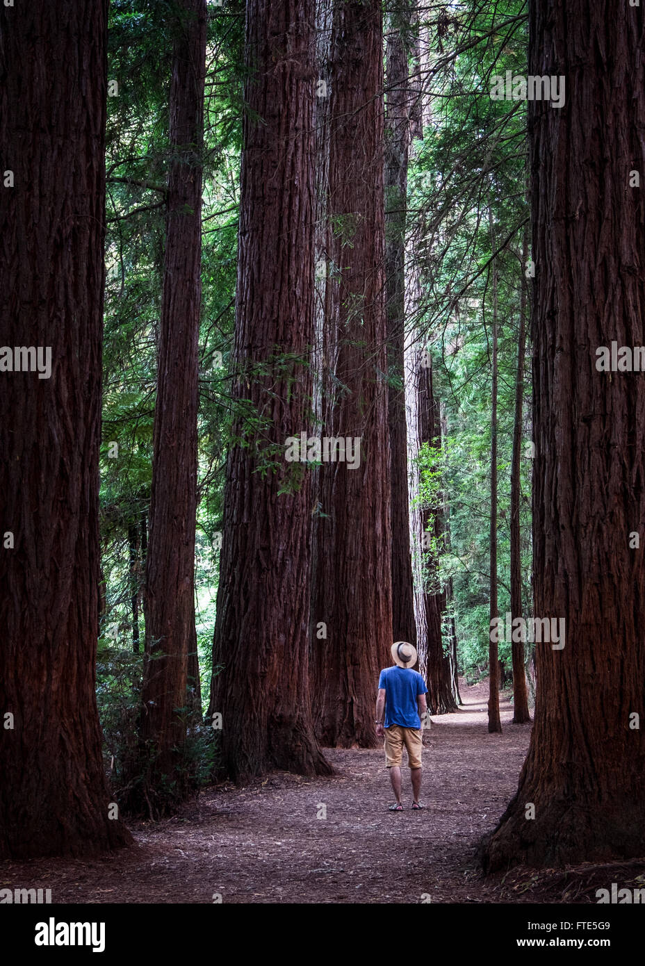 Redwood forest person hi-res stock photography and images - Alamy