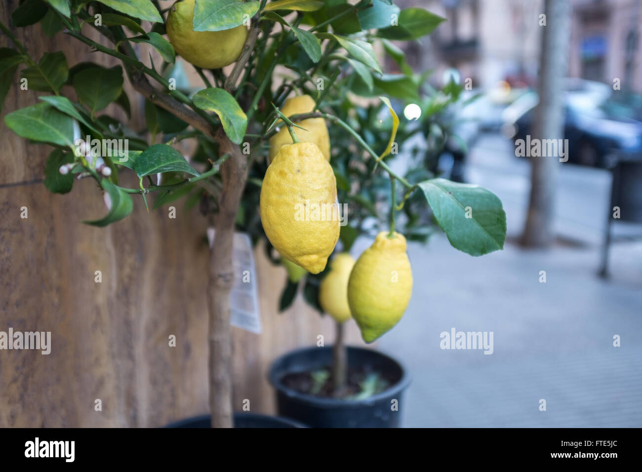 Street fruit tree hi-res stock photography and images - Alamy