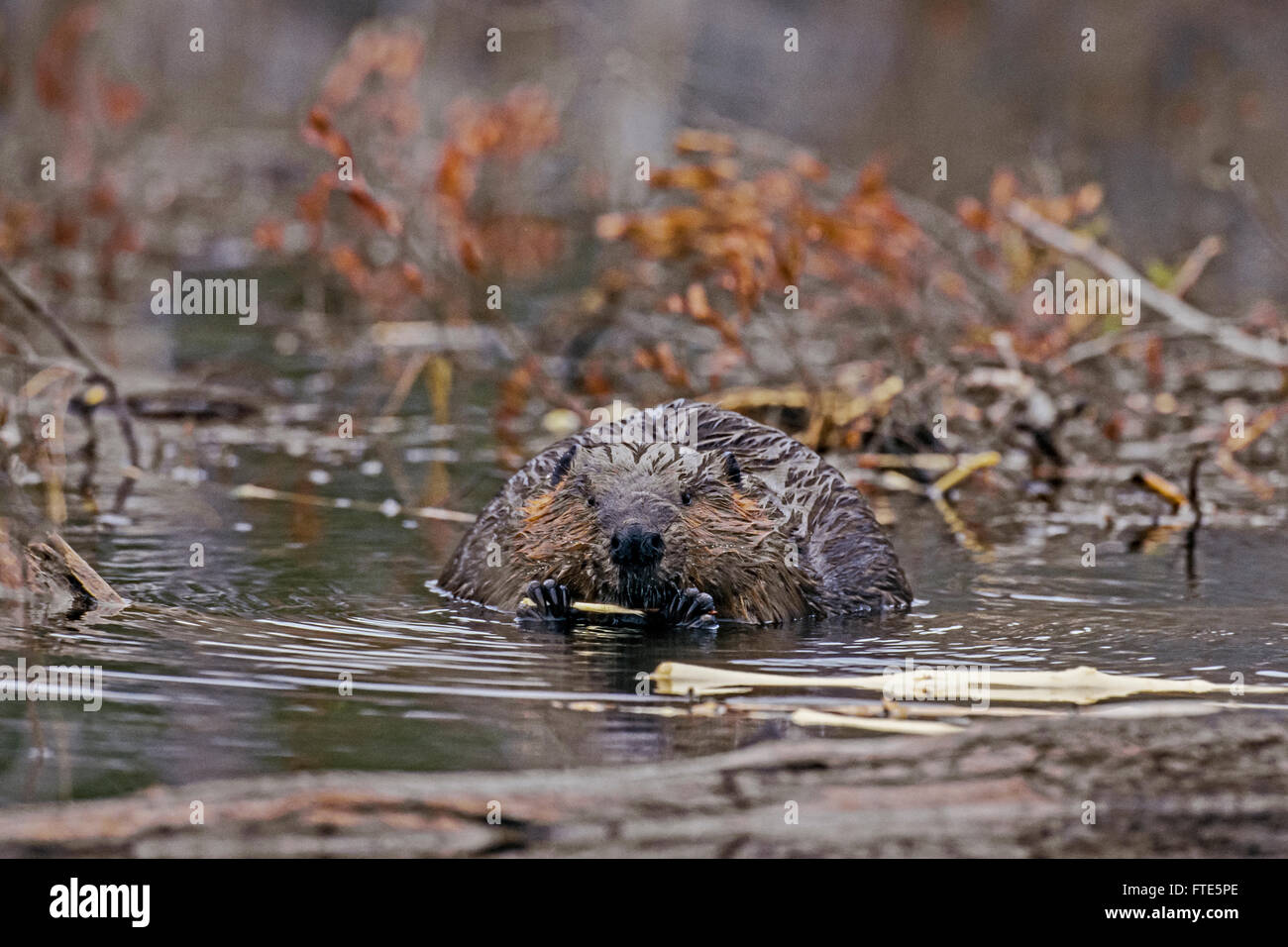 Beaver feeding on branch Stock Photo - Alamy