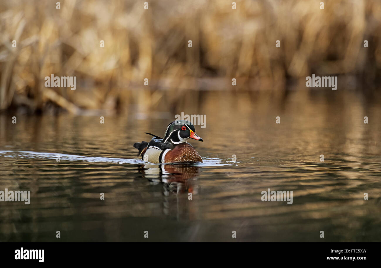 Male Wood Duck (Aix sponsa) in breeding plumage. Walpole, New Hampshire ...
