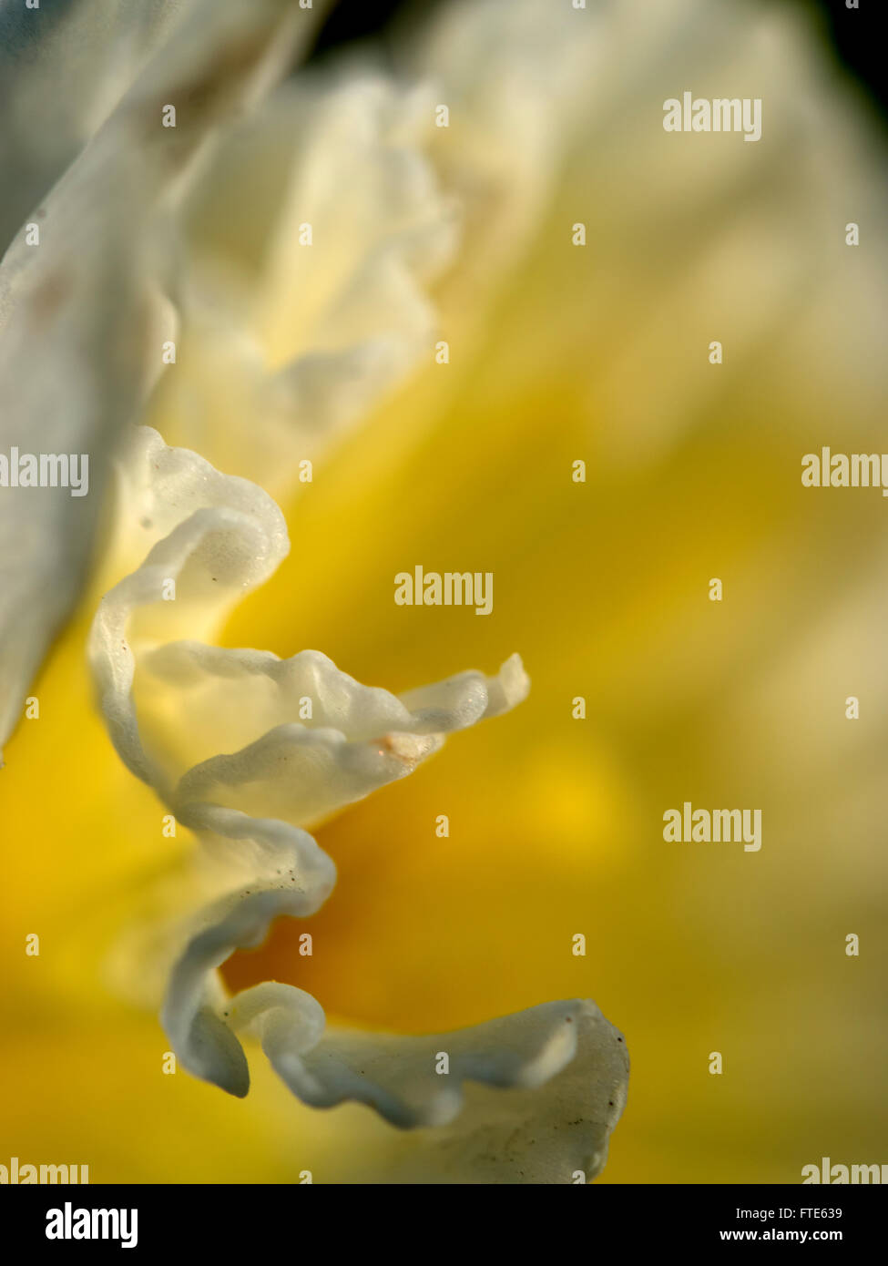 daffodil flower abstract closeup Stock Photo - Alamy