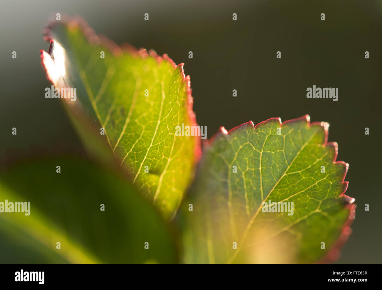 Rose leaves hi-res stock photography and images - Alamy