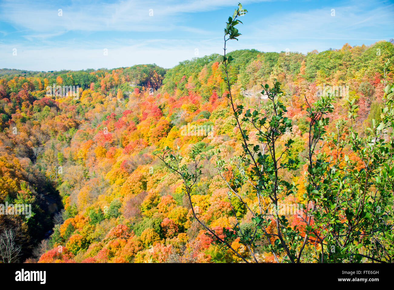 colorful maple leaves in foreset in autumn season of Ontario Canada ...