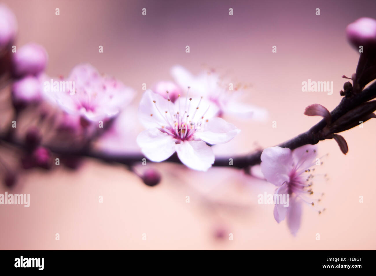 Beautiful cherry tree blossom branch flowers and petals closeup macro ...