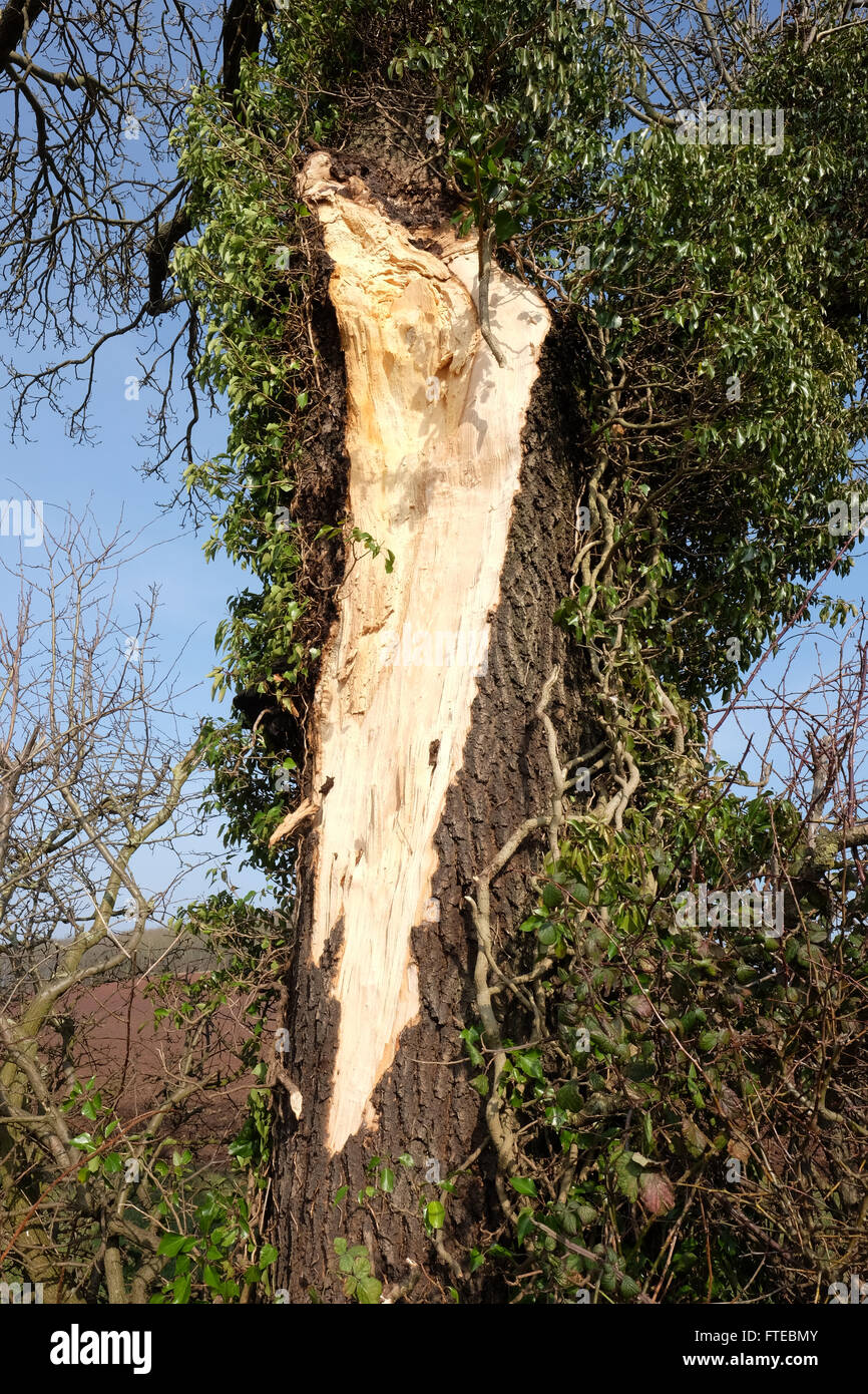 Bark Damage Stock Photos & Bark Damage Stock Images - Alamy