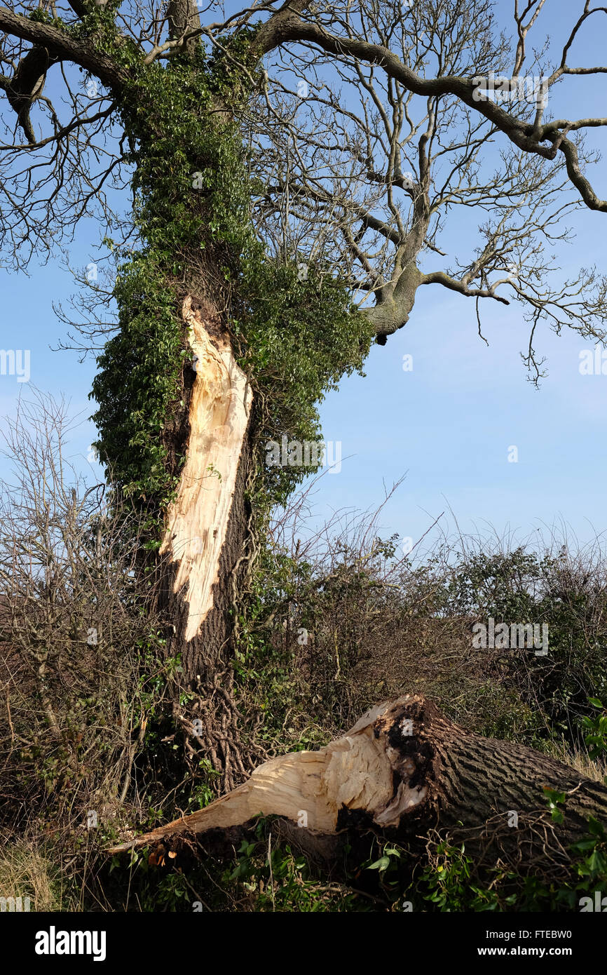 damage to a tree trunk where a large branch fell off Stock Photo - Alamy