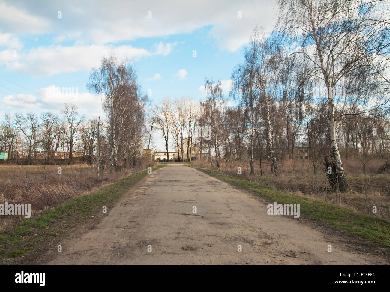birch trees along the road Stock Photo - Alamy