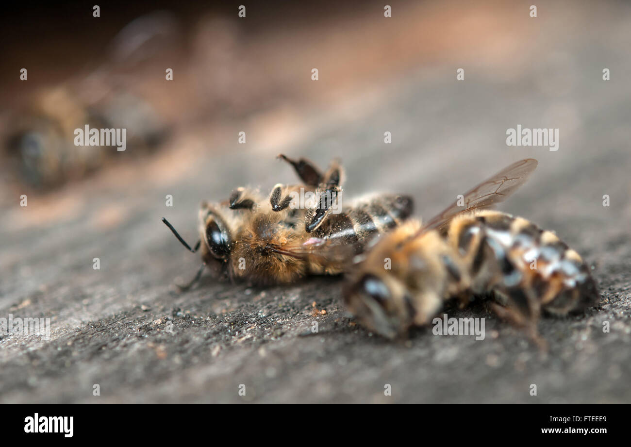 dead bees showing many details of body Stock Photo - Alamy