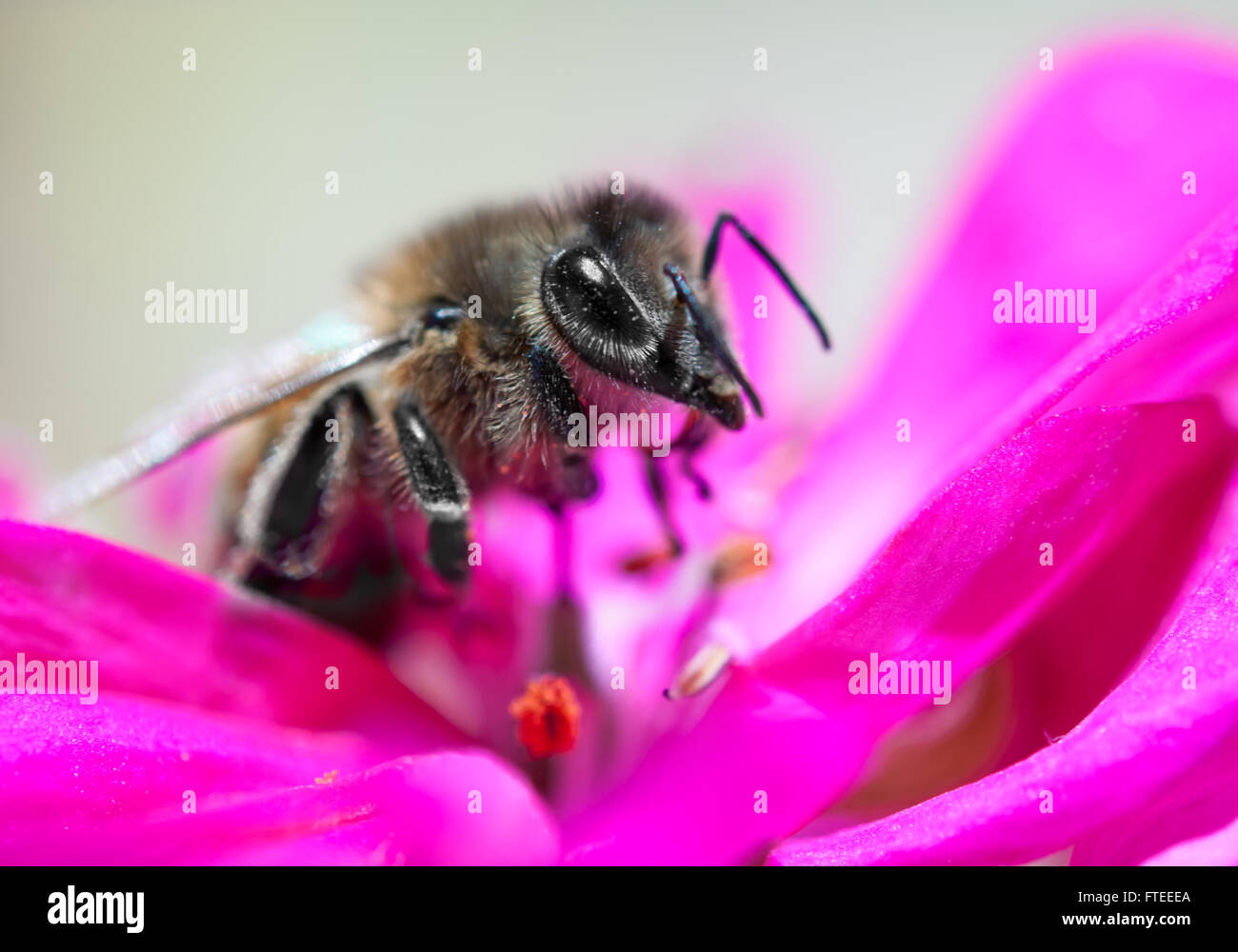 bee collecting nectar from flower Stock Photo - Alamy