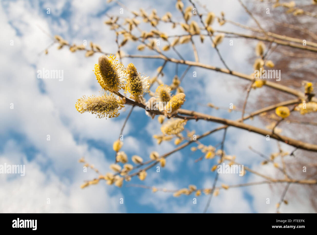Fluffy soft willow buds in early spring Stock Photo - Alamy