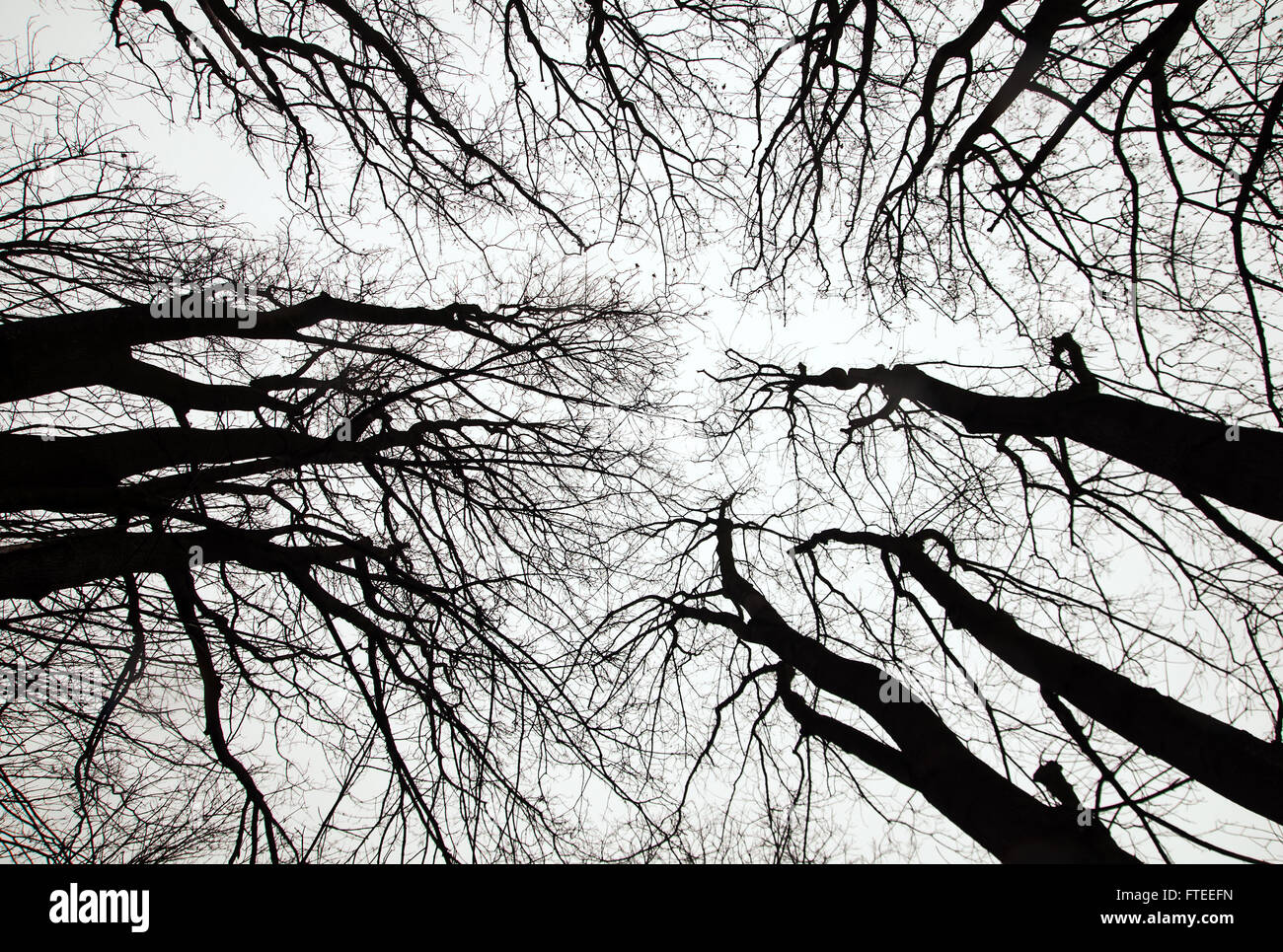 view through the treetop of a dark forest with big trees Stock Photo ...